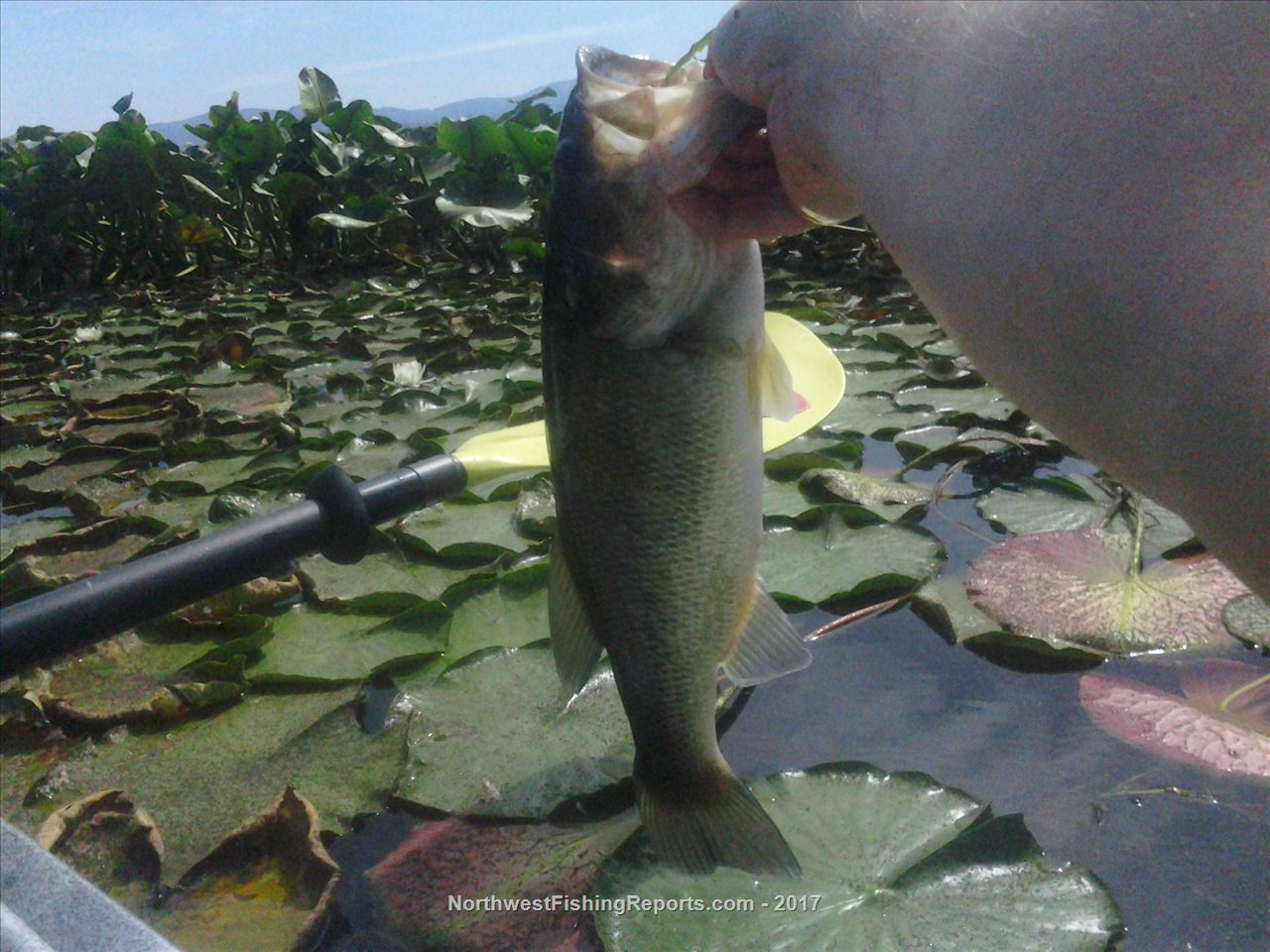 Newman Lake Report, Spokane County, WA - NWFR