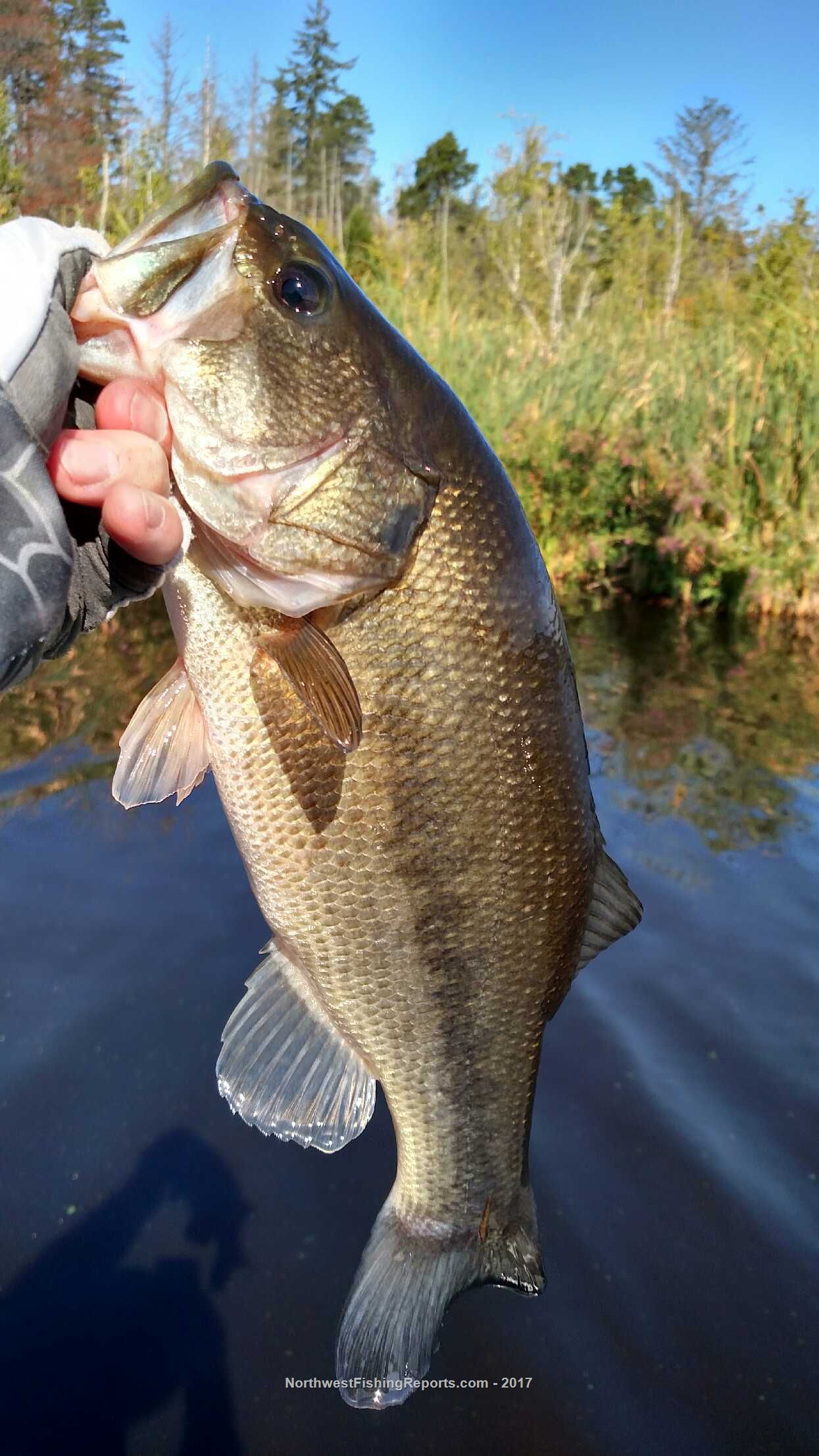 Fazon Lake Report, Whatcom County, WA - NWFR