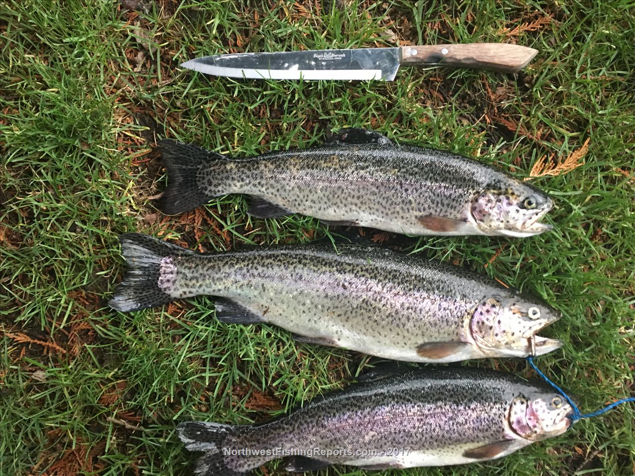 Long Lake Report, Thurston County, WA - NWFR