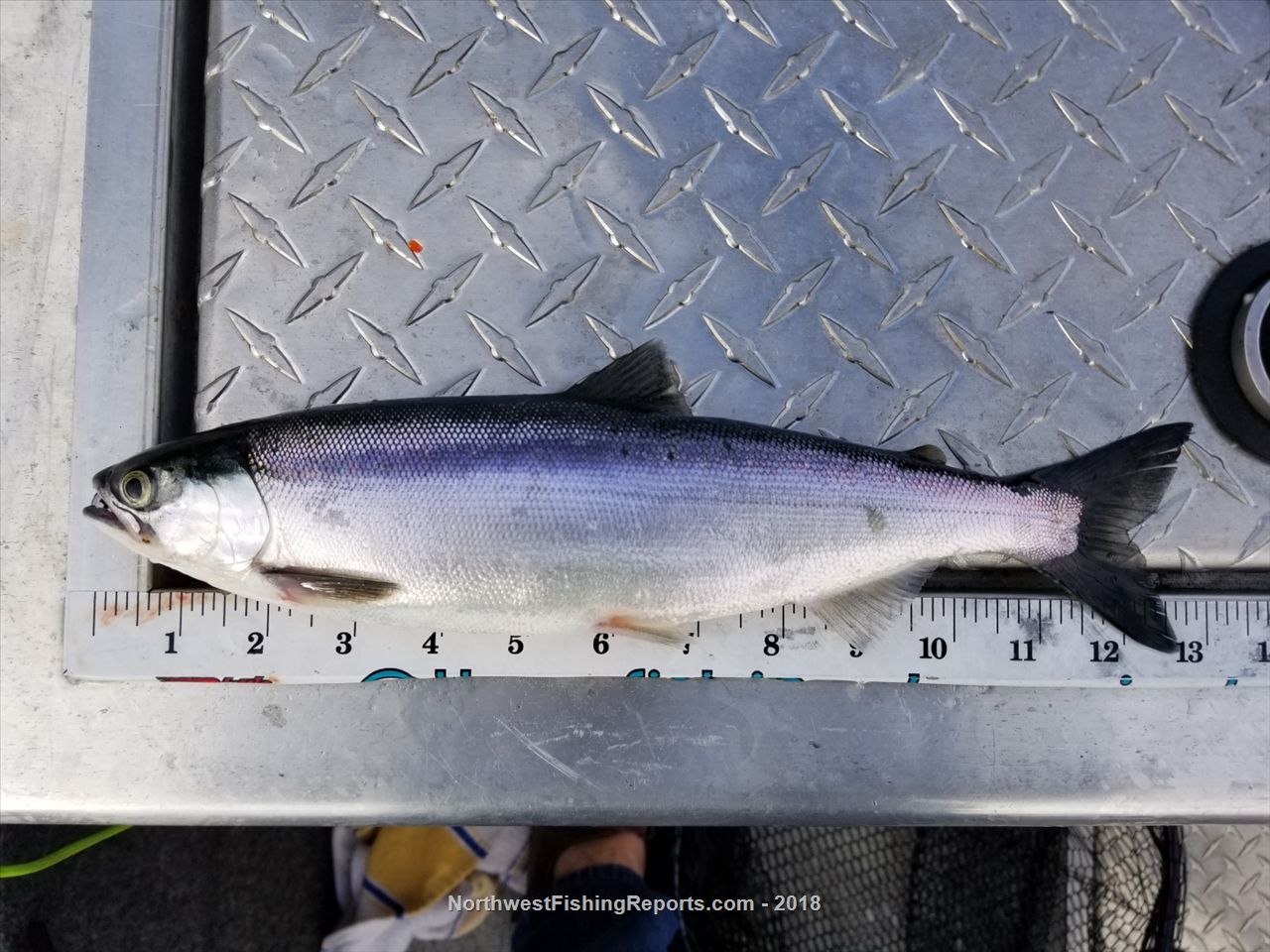 Roesiger Lake Report, Snohomish County, WA - NWFR