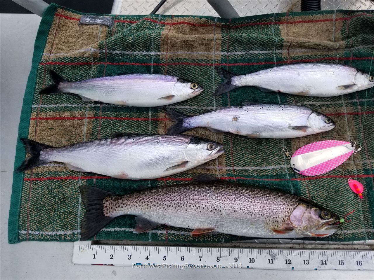 Roesiger Lake Report, Snohomish County, WA - NWFR