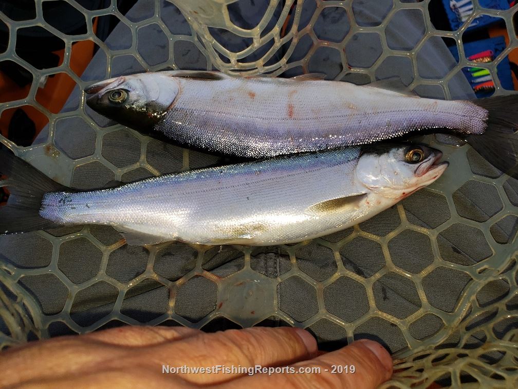 Samish Lake Report, Whatcom County, WA - NWFR