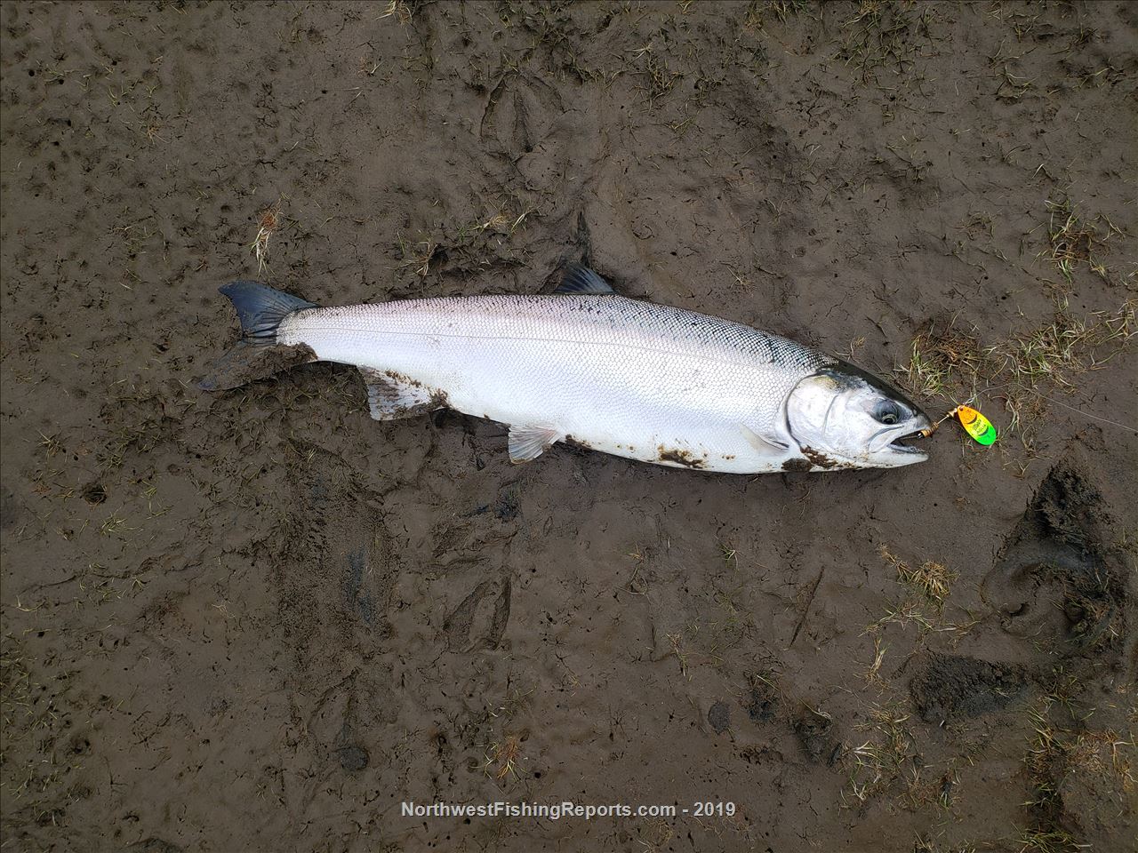 Duwamish River Report, King County, WA - NWFR