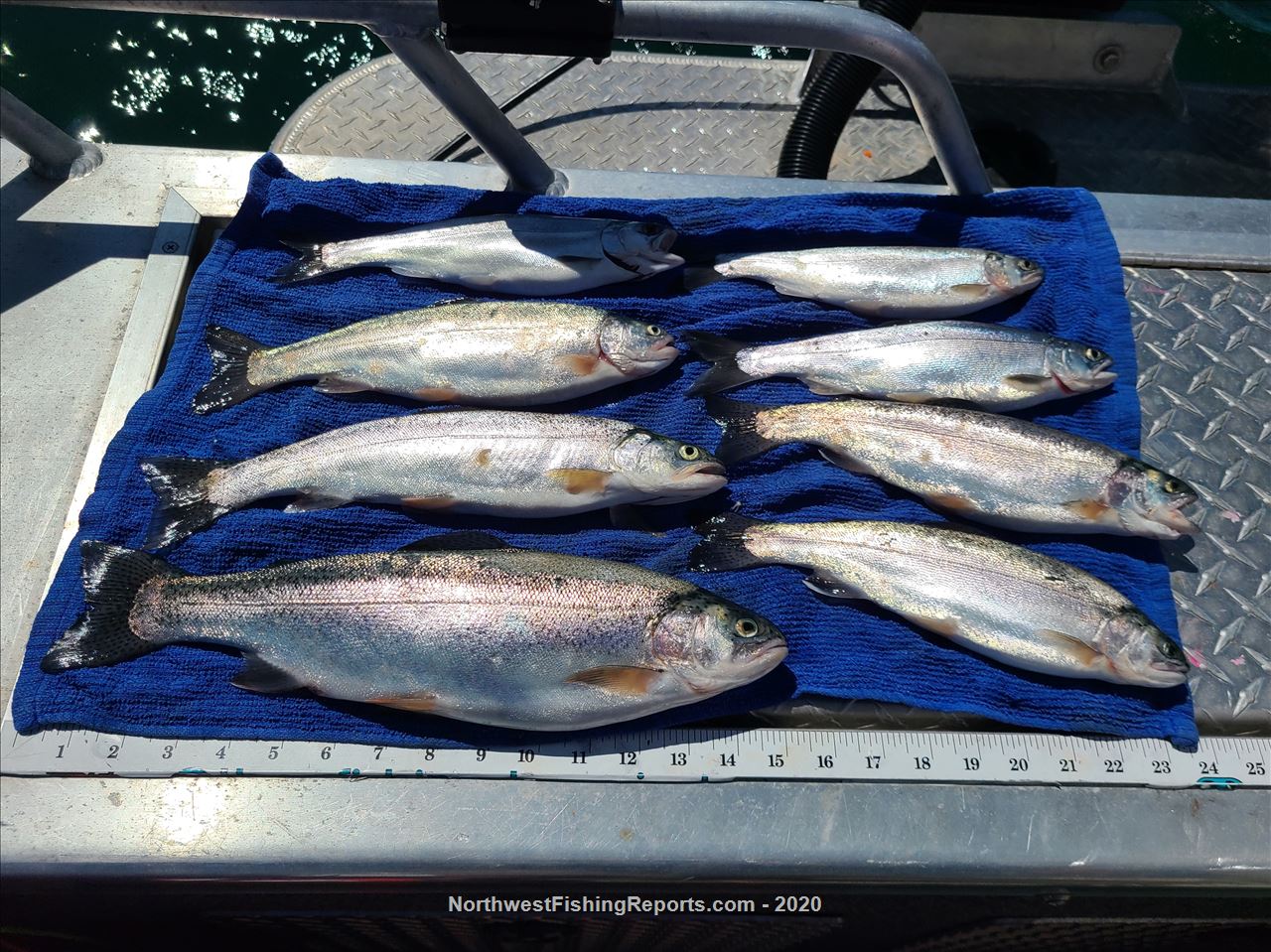 Riffe Lake Report, Lewis County, WA - NWFR