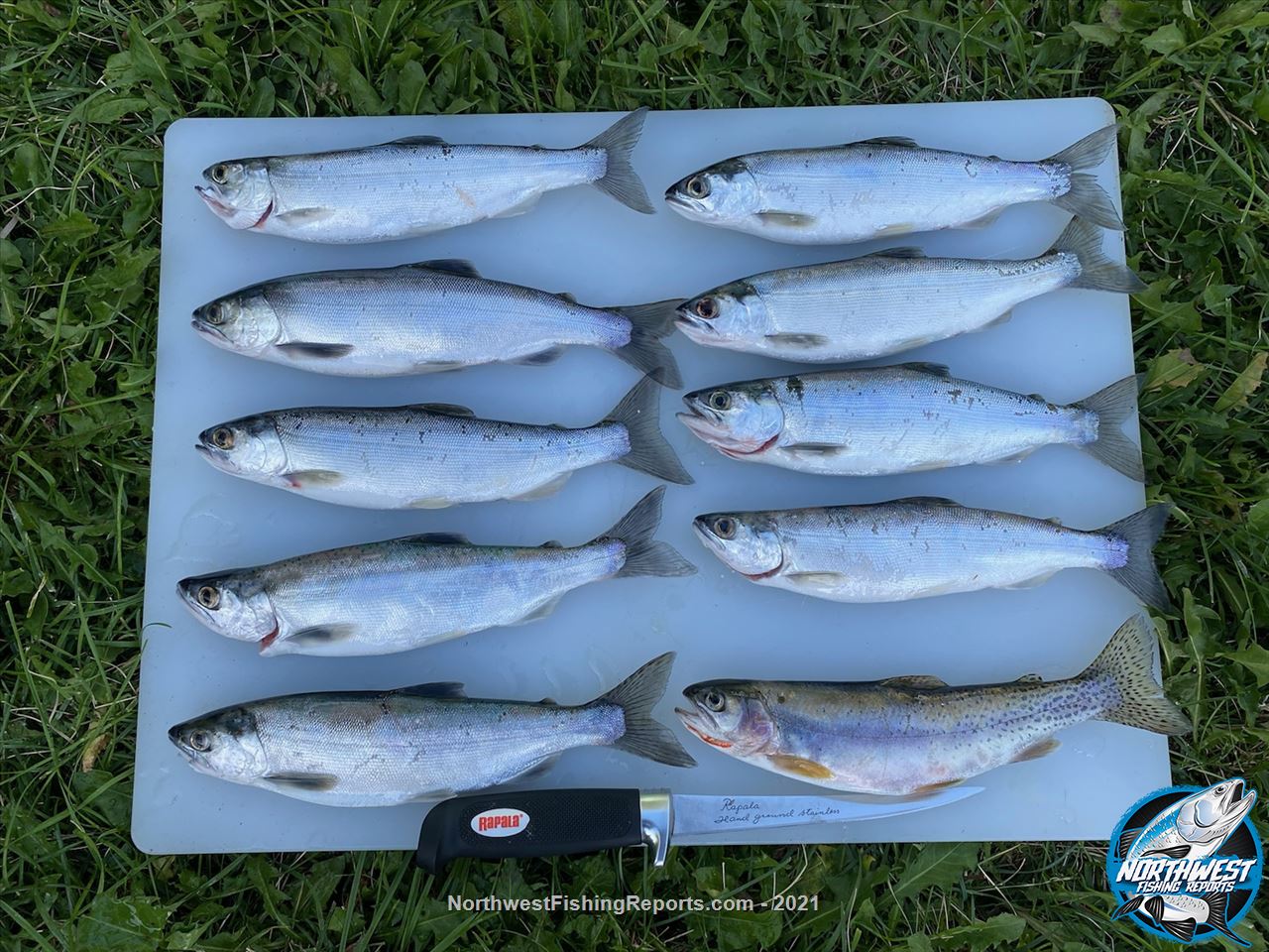 Rimrock Lake Report, Yakima County, WA - NWFR