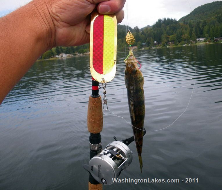 Samish Lake Report, Whatcom County, WA - NWFR