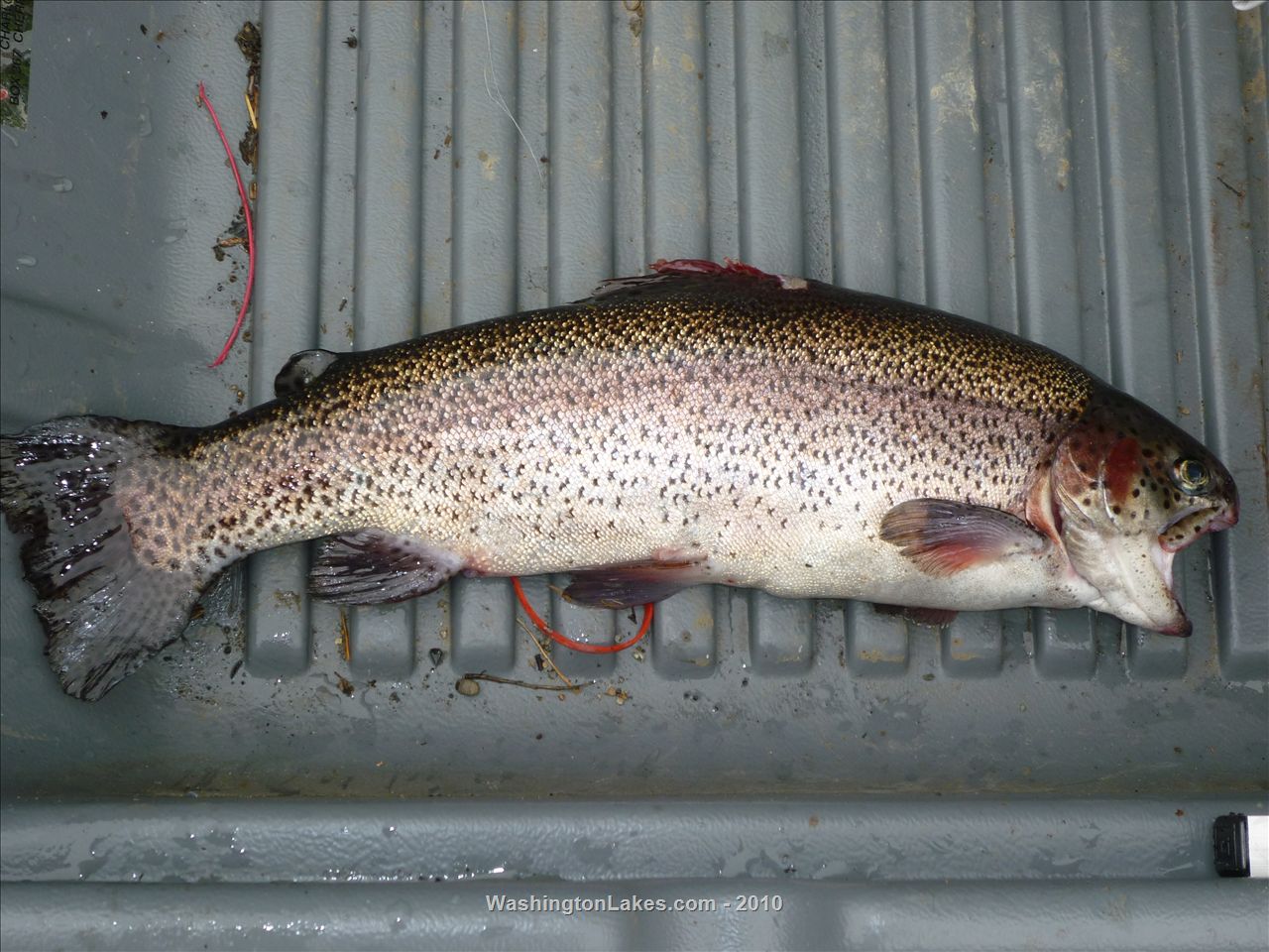 Wye Lake Photo Gallery - NWFR