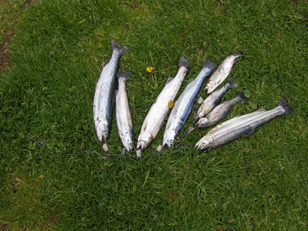 Failor Lake Report, Grays Harbor County, WA - NWFR