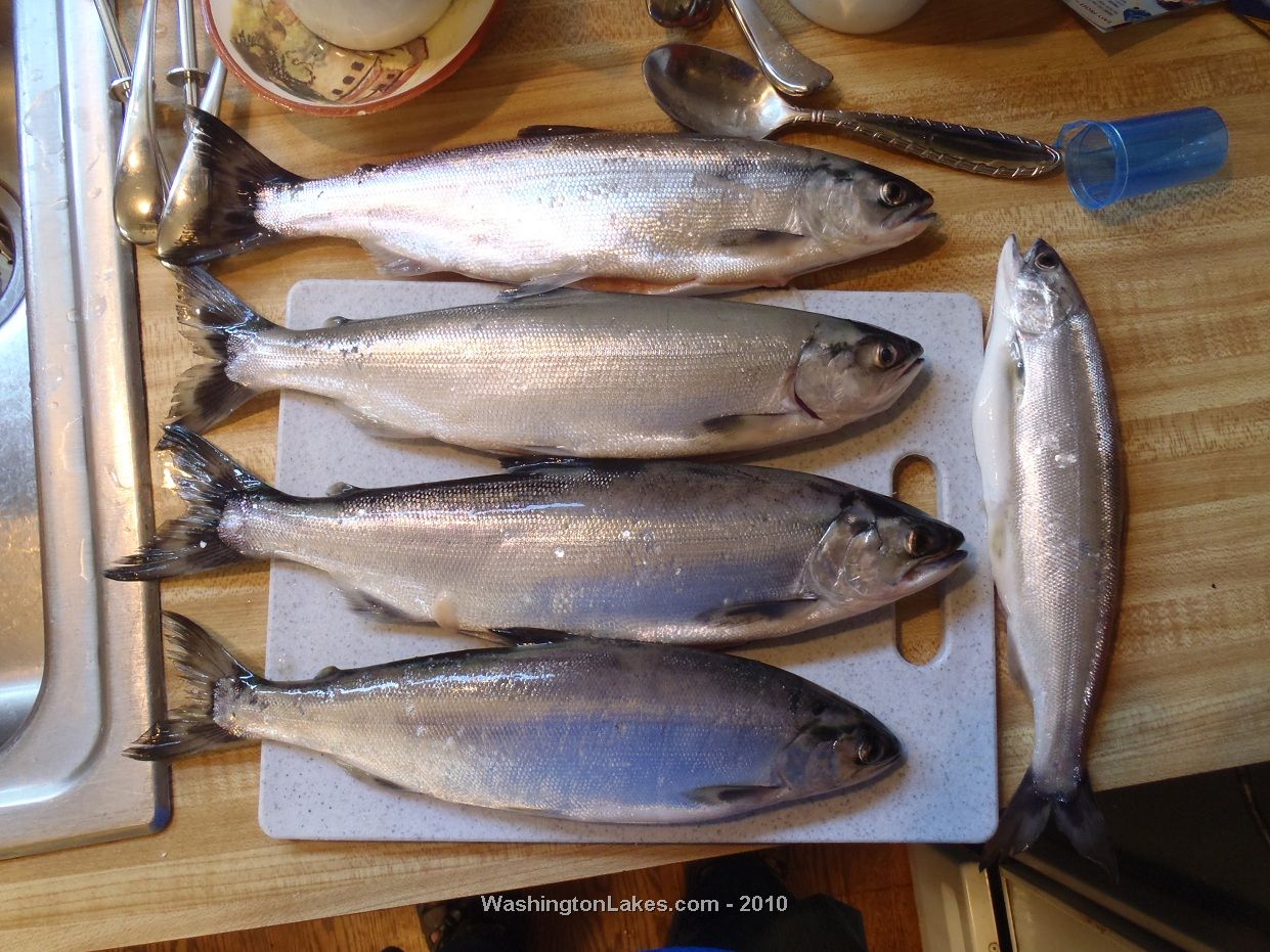 Cavanaugh Lake Report, Skagit County, WA - NWFR