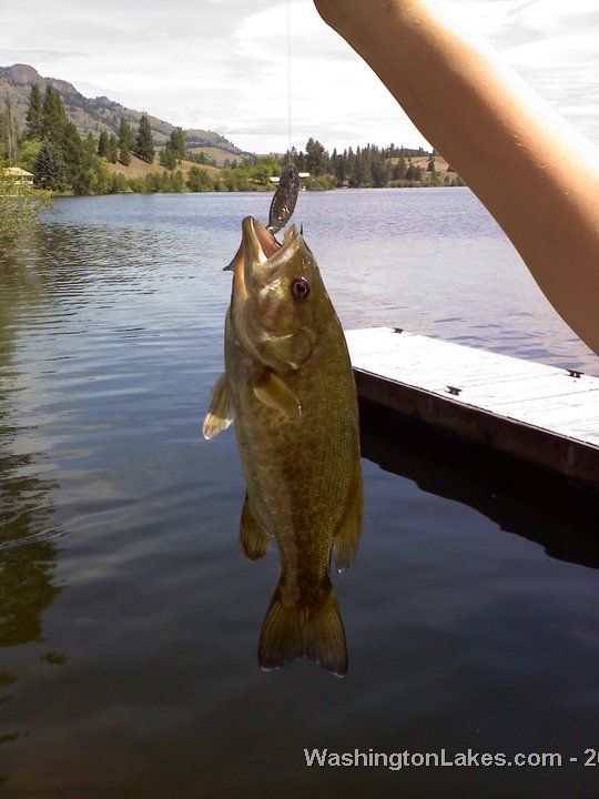 Curlew Lake Report, Ferry County, WA - NWFR