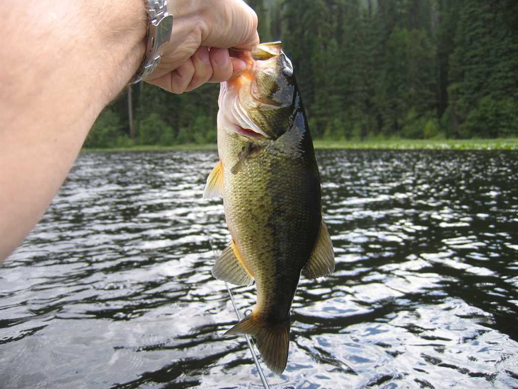 Coffin Lake Report, Stevens County, WA - NWFR